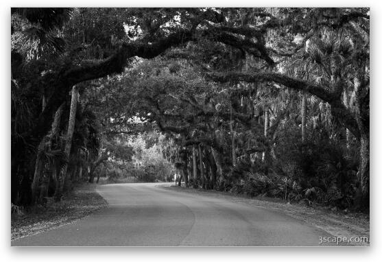 Road through Myakka River State Park Fine Art Print by Adam Romanowicz