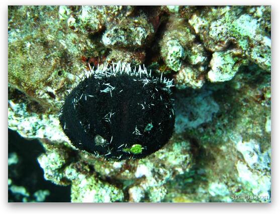 Pebble collector urchin Fine Art Print by Adam Romanowicz
