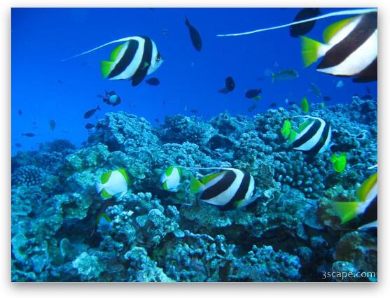 School of Pennant Fish (Banner Fish) Fine Art Print by Adam Romanowicz