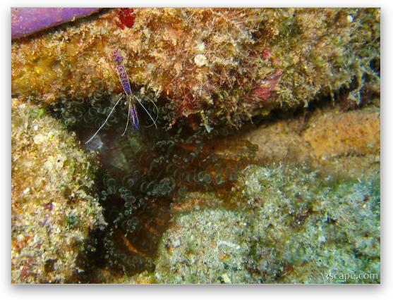 Tiny purple cleaner shrimp Fine Art Print by Adam Romanowicz