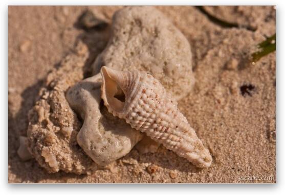 Coral and shell Fine Art Print by Adam Romanowicz