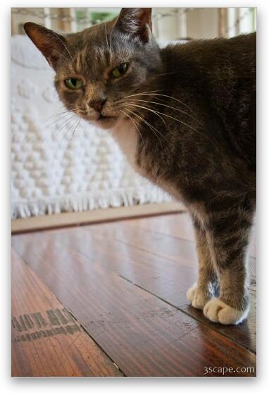 Six toed cat at the Ernest Hemingway home Fine Art Print by Adam Romanowicz