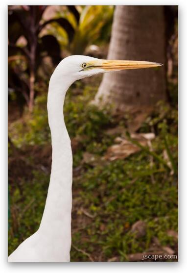 Great White Egret Fine Art Print by Adam Romanowicz