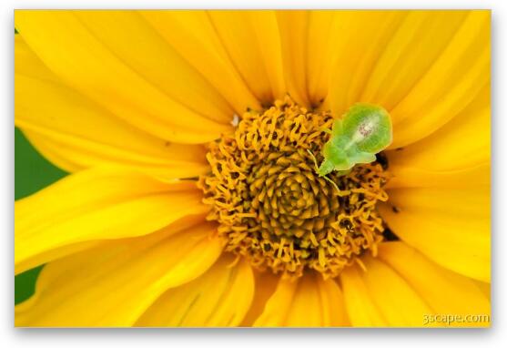Green Shield Bug Fine Art Print by Adam Romanowicz