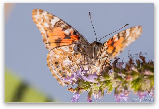 Painted Lady Butterfly Fine Art Print by Adam Romanowicz