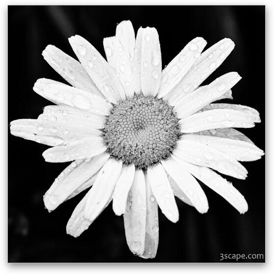 Dew Drop Daisy Fine Art Print by Adam Romanowicz